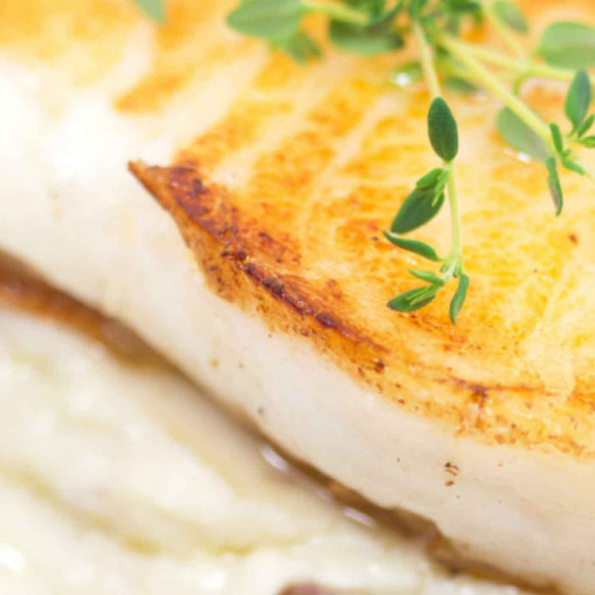 Chilean Seabass (Patagonian Toothfish) Traceable WILD – 7 Seas Fish Market